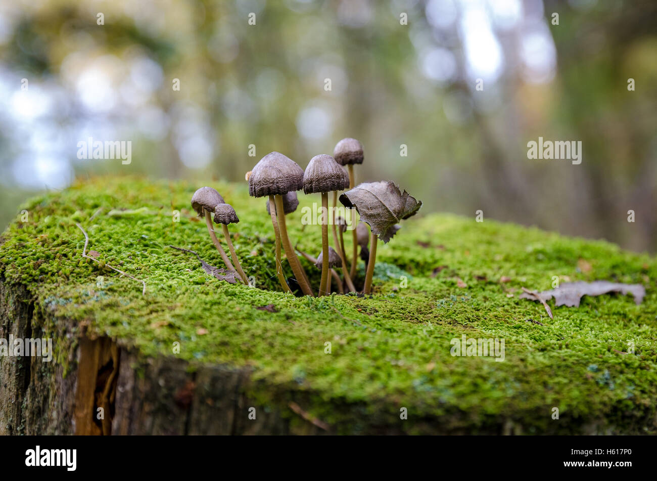 Mushrooms in autumn forest closeup in October Stock Photo - Alamy