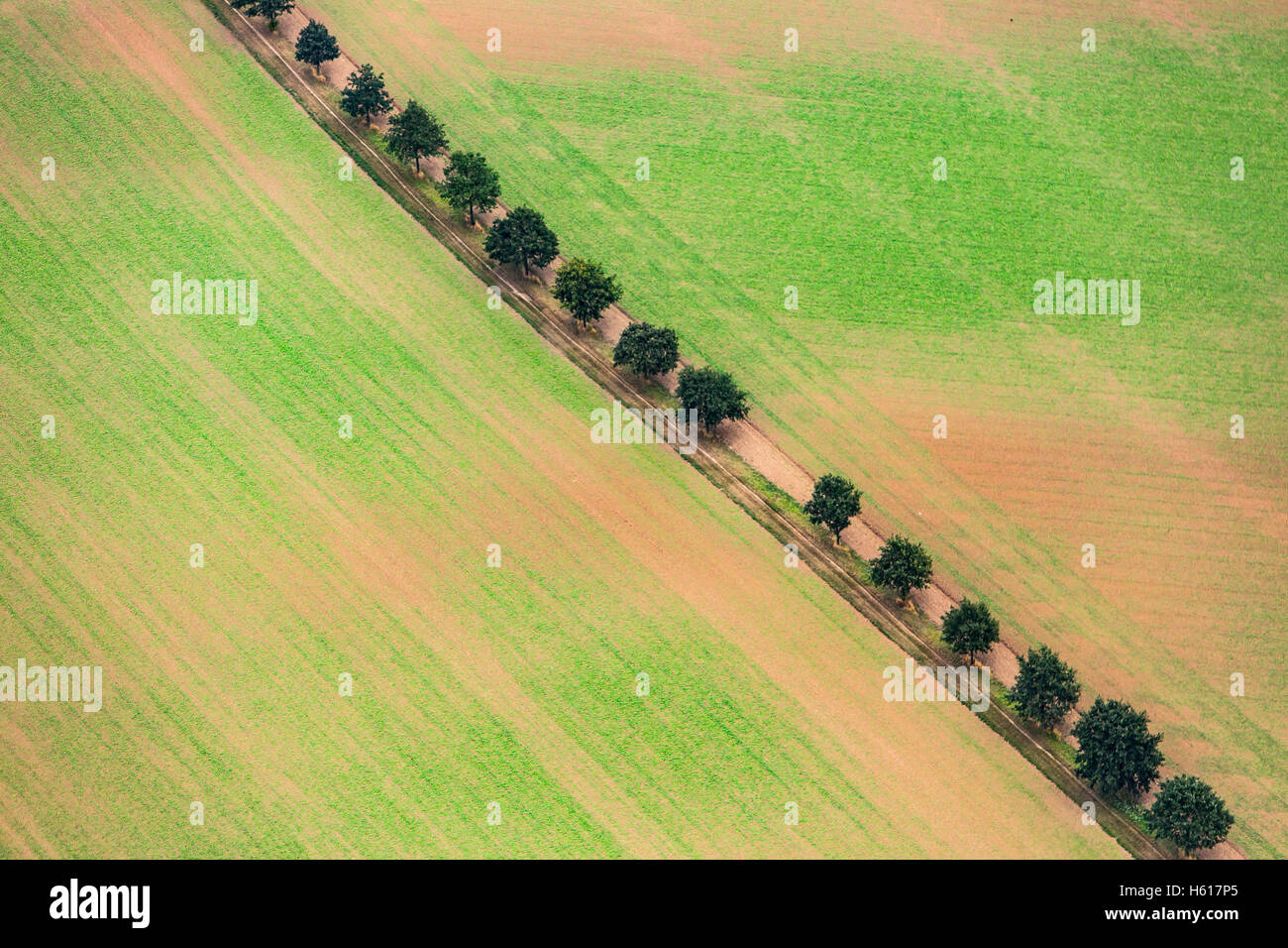 Small trees in a row, on a field, beside a unpaved road Stock Photo - Alamy