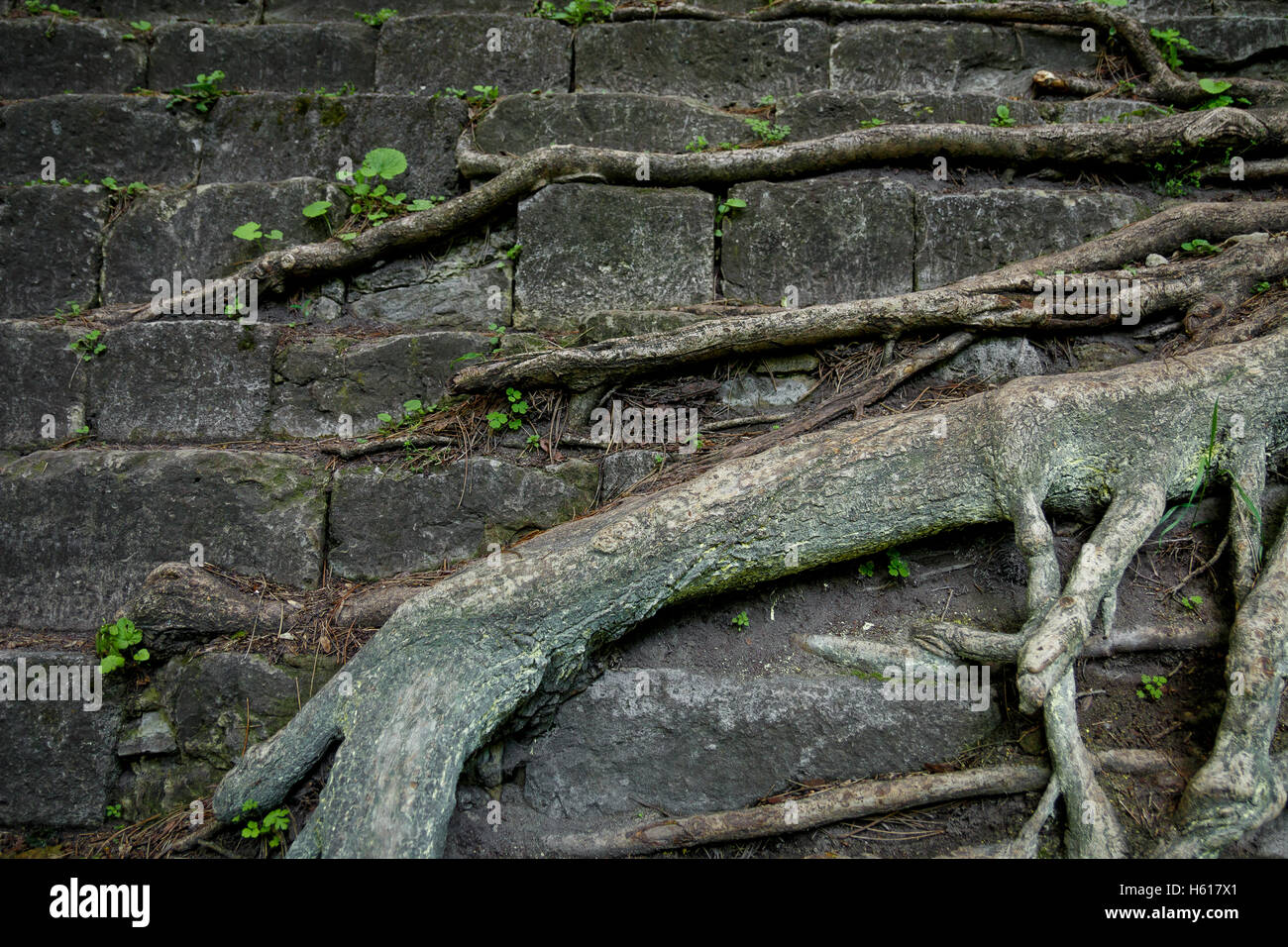Tree root and stone with moss background. The old rock in the wood moss ...