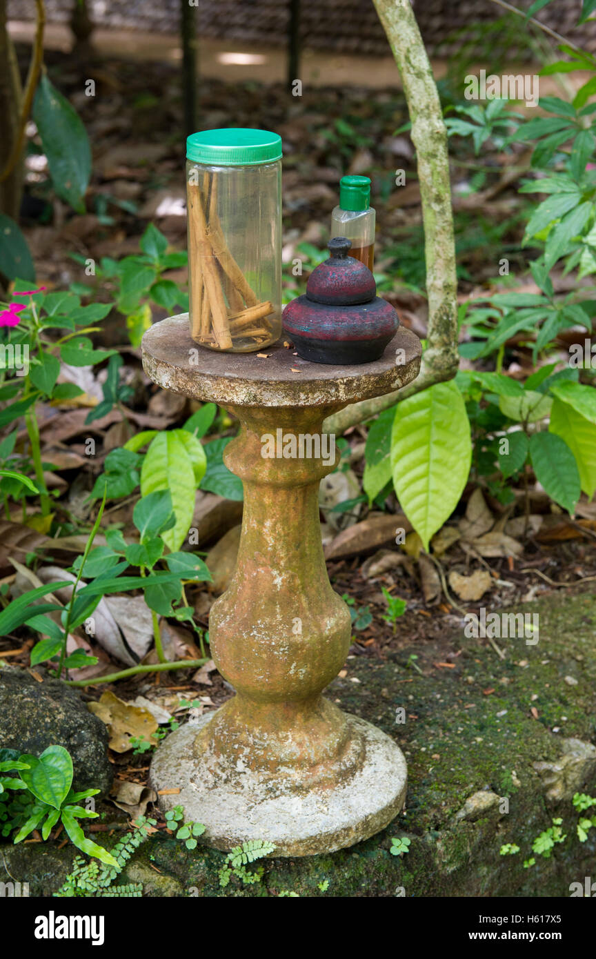Cinnamon sticks, Spice garden, Matale, Sri Lanka Stock Photo - Alamy