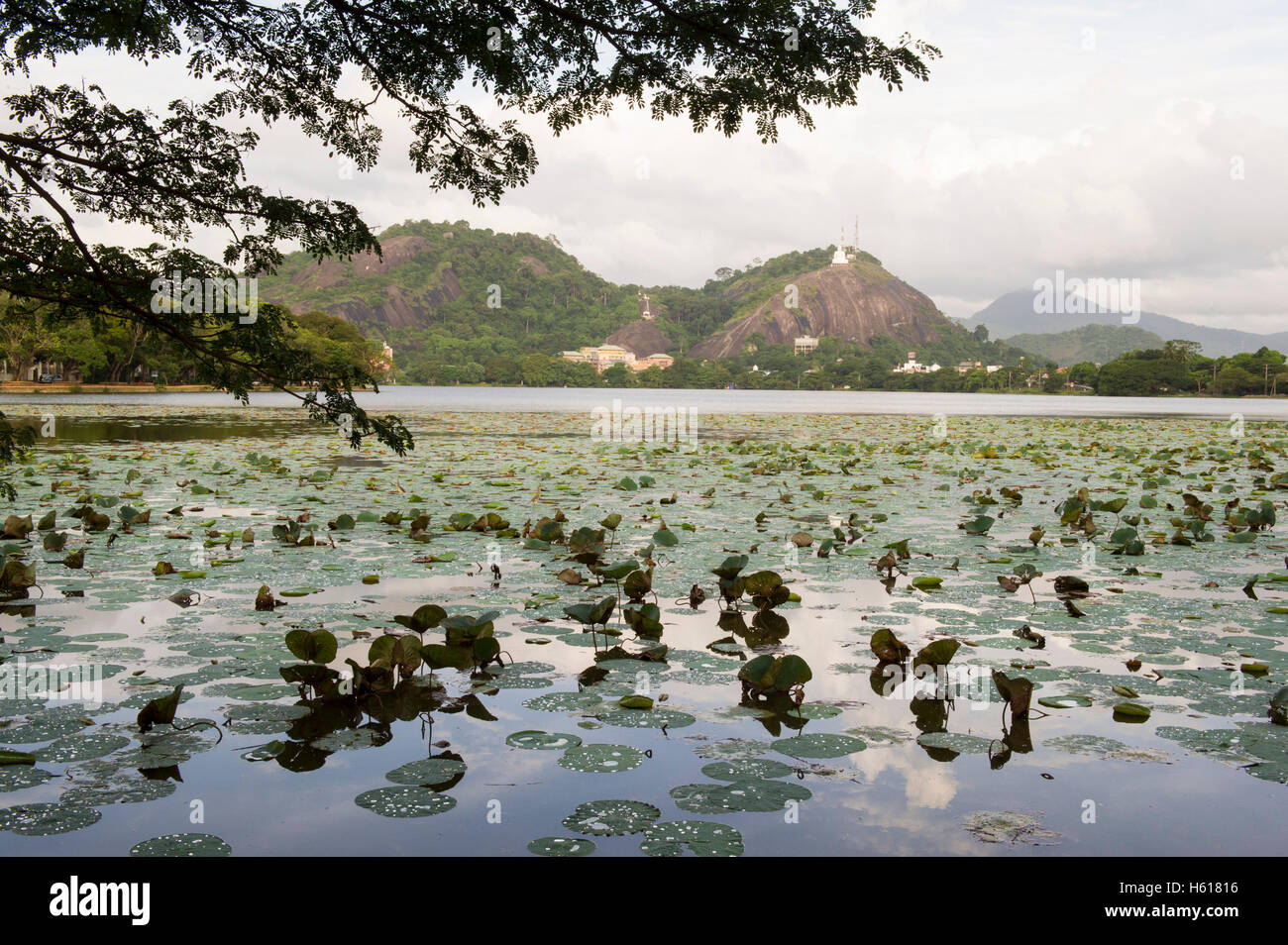 Lotus leaves on lake Kurunegala in front of Elephant Rock (Ethagala ...