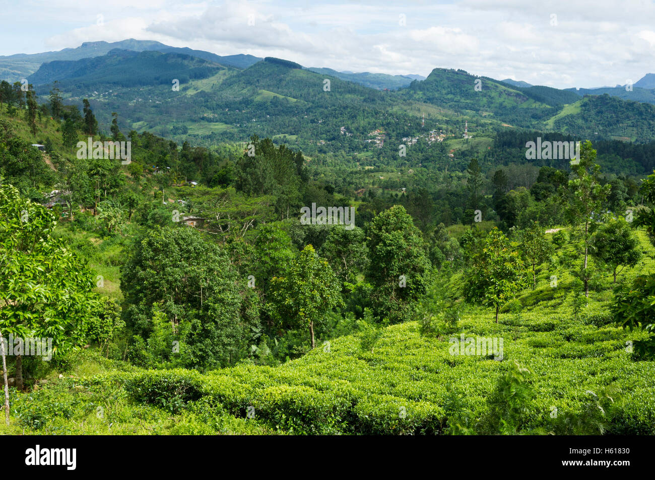 Tea plantation, Loolecondera Tea estate, Taylor's Hill, near Kandy, Sri ...