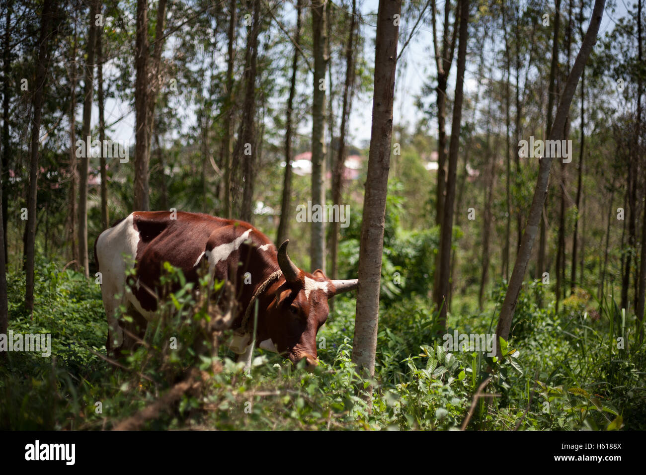 Africa - Ugandan Cow Grazing in the Forest Stock Photo - Alamy