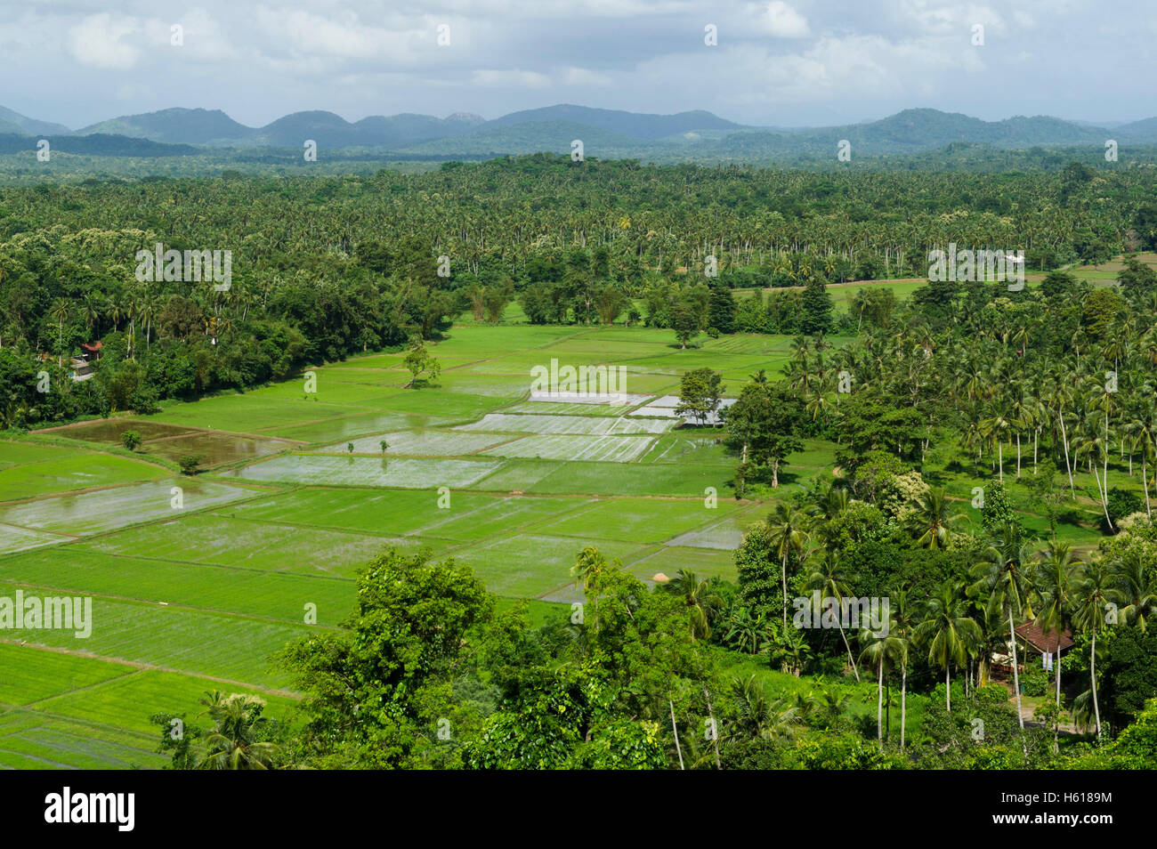 View of rice paddies from Dambadeniya's Royal Palace, Sri Lanka Stock ...