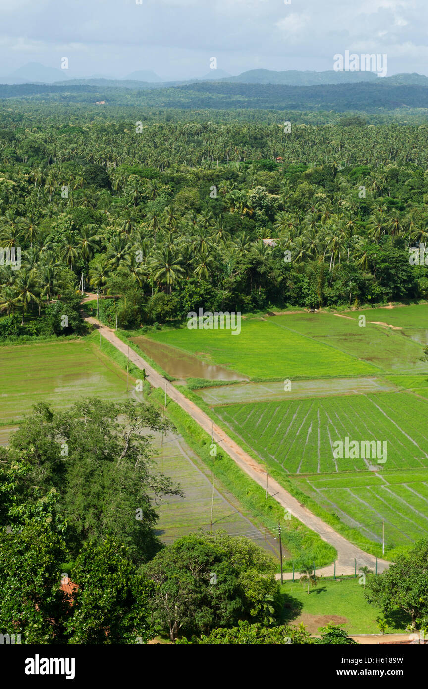 View of rice paddies from Dambadeniya's Royal Palace, Sri Lanka Stock ...