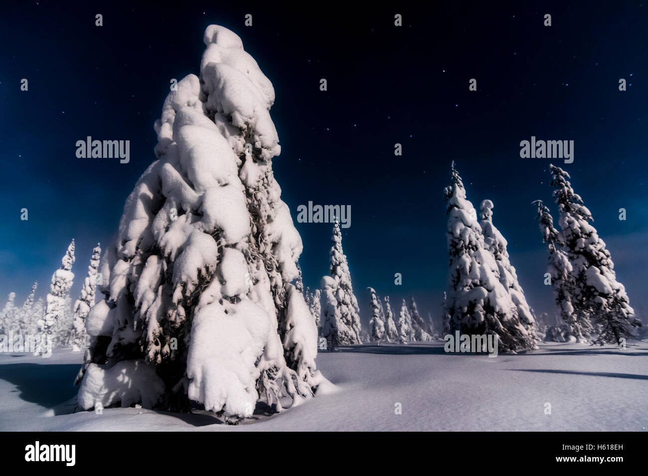 Snow-covered pine trees in Finnish Lapland Stock Photo - Alamy