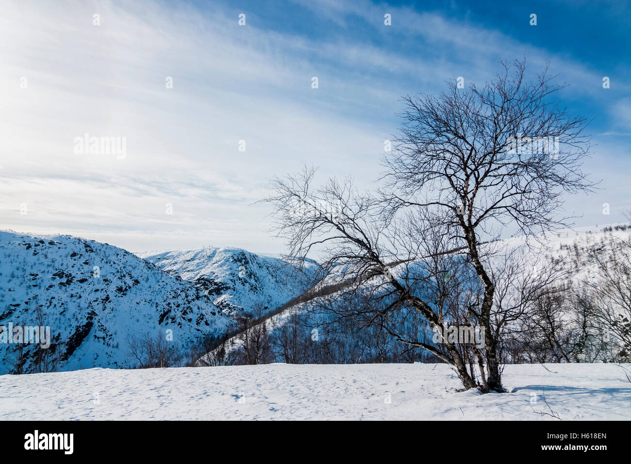 Mountain birch in the wilderness Kevo Stock Photo - Alamy
