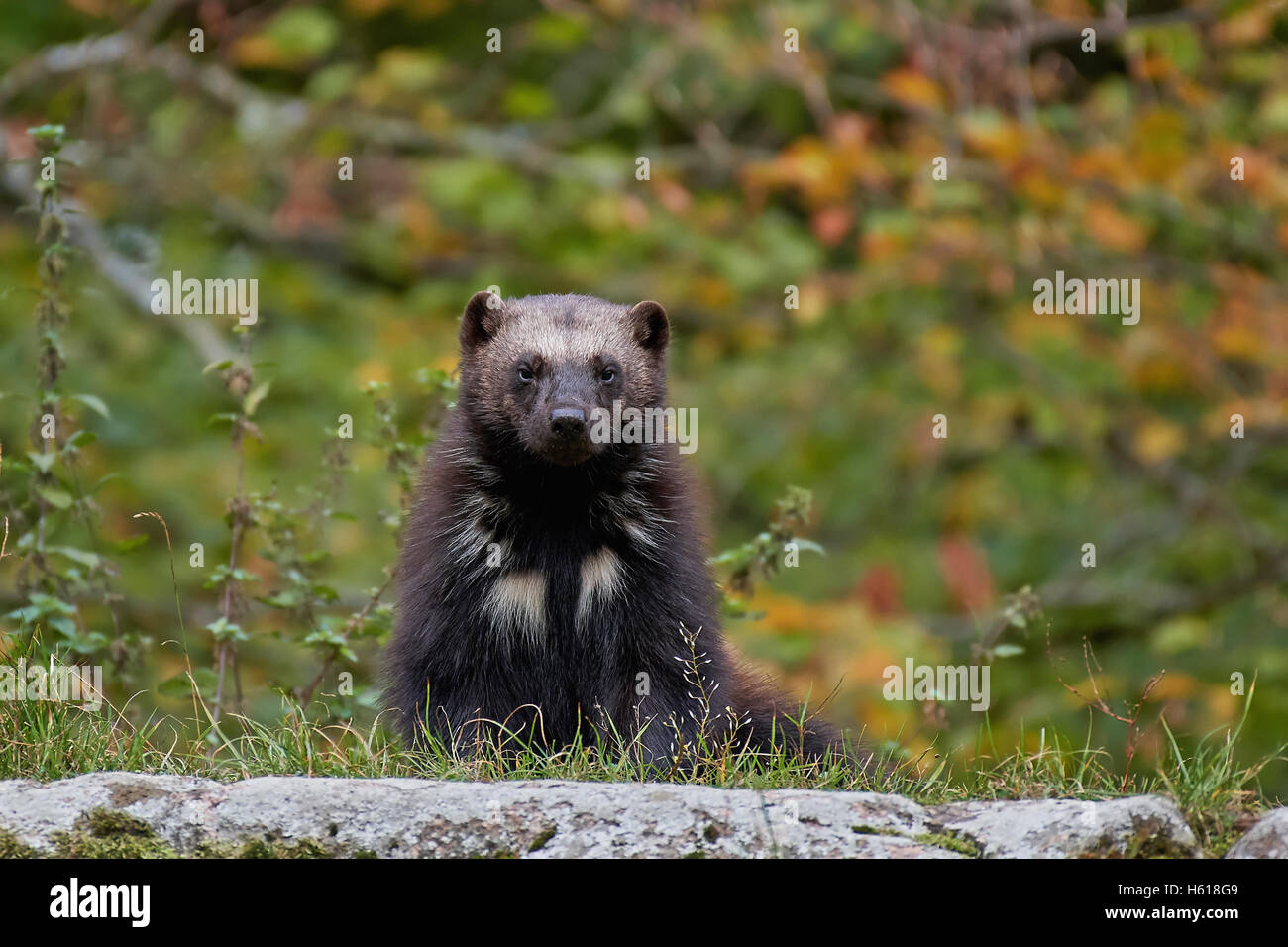 Wolverine animal hi-res stock photography and images - Alamy