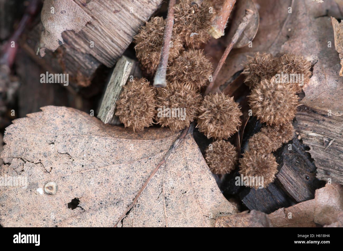 Cyathus striatus mushrooms on the autumn leaves Stock Photo - Alamy