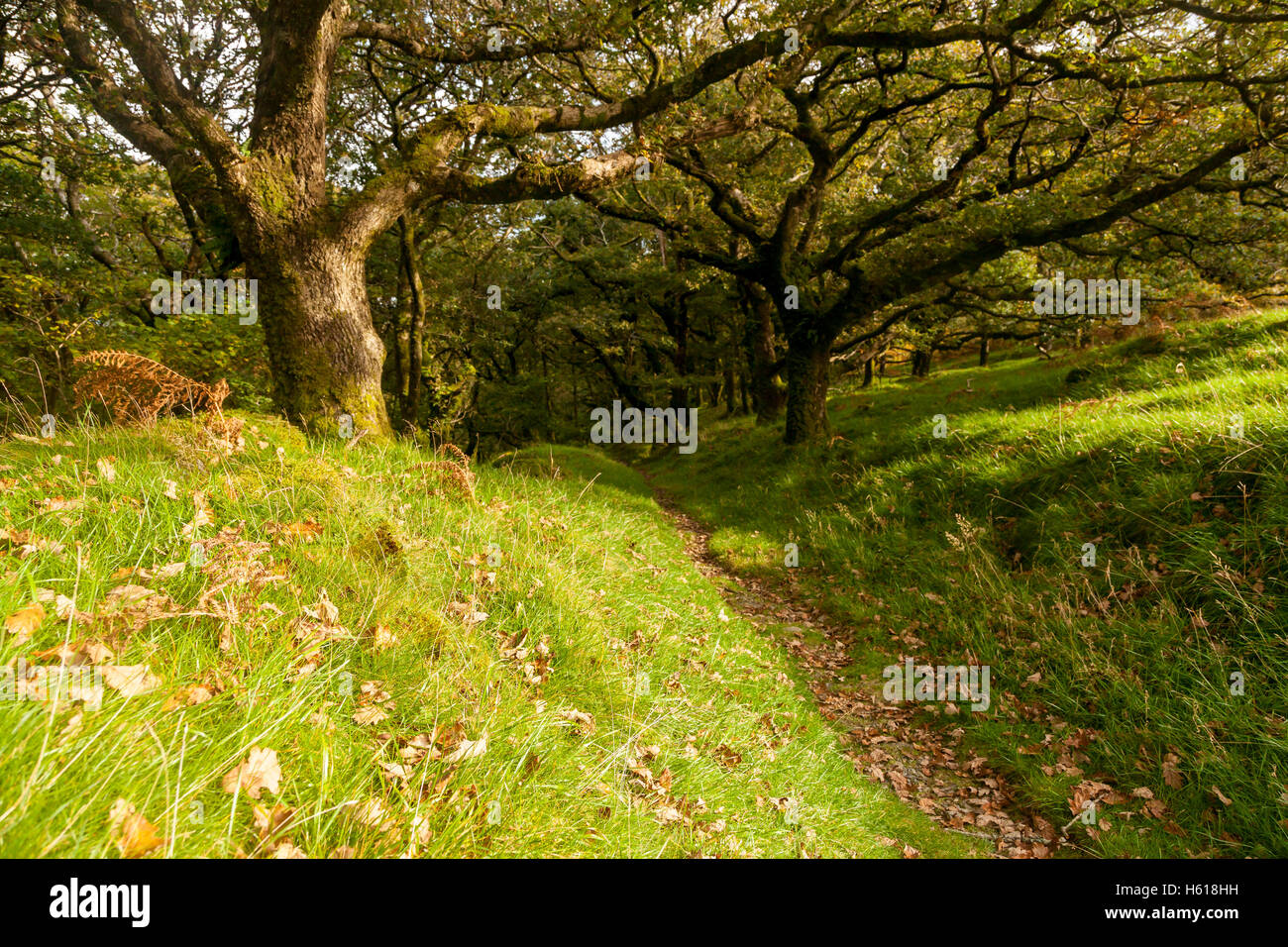 Ty canol national nature reserve hi-res stock photography and images ...