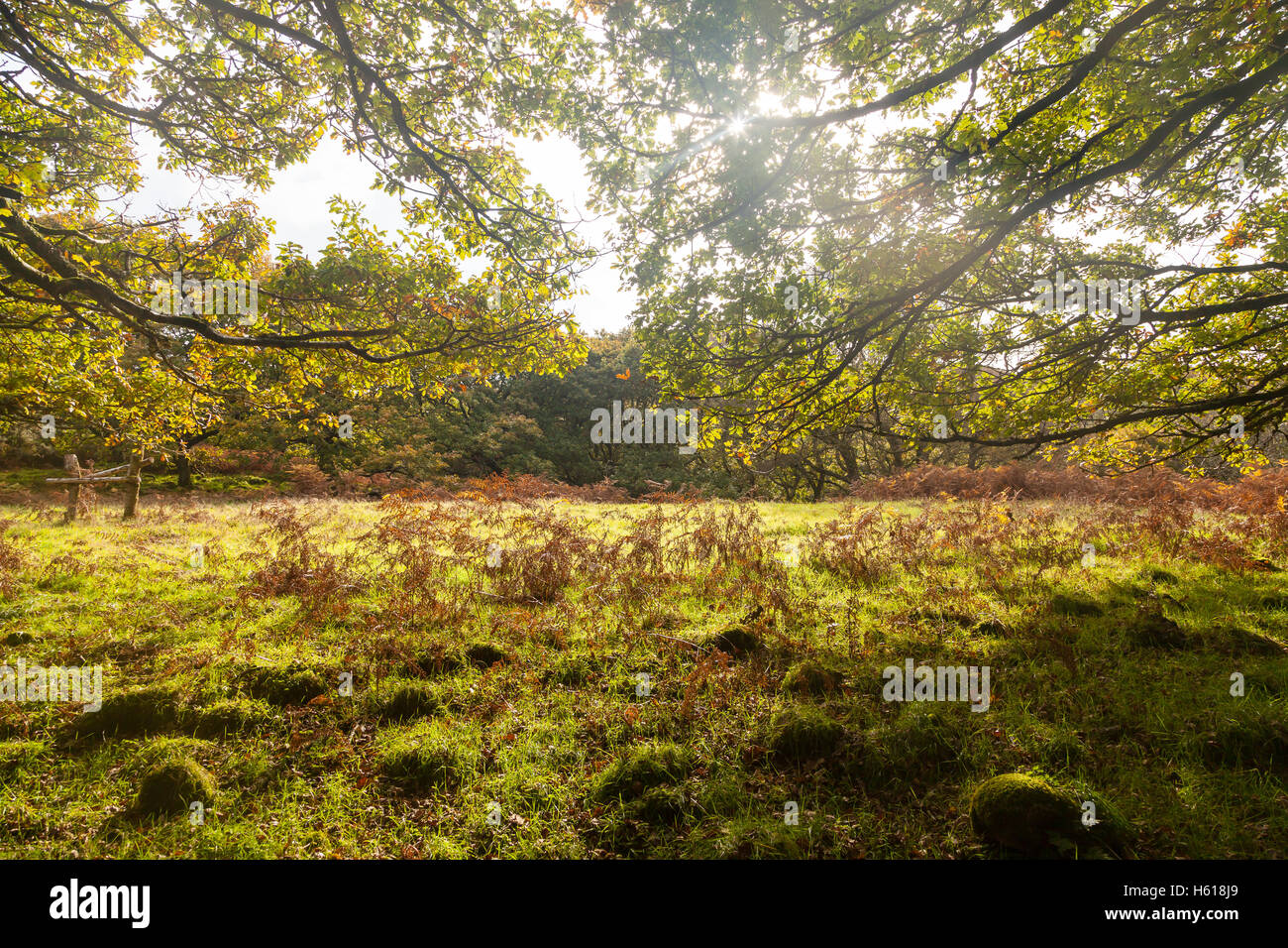 Ty canol national nature reserve hi-res stock photography and images ...