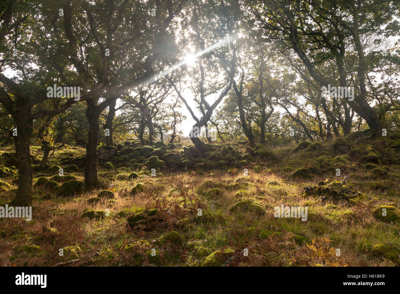 Ty canol national nature reserve hi-res stock photography and images ...