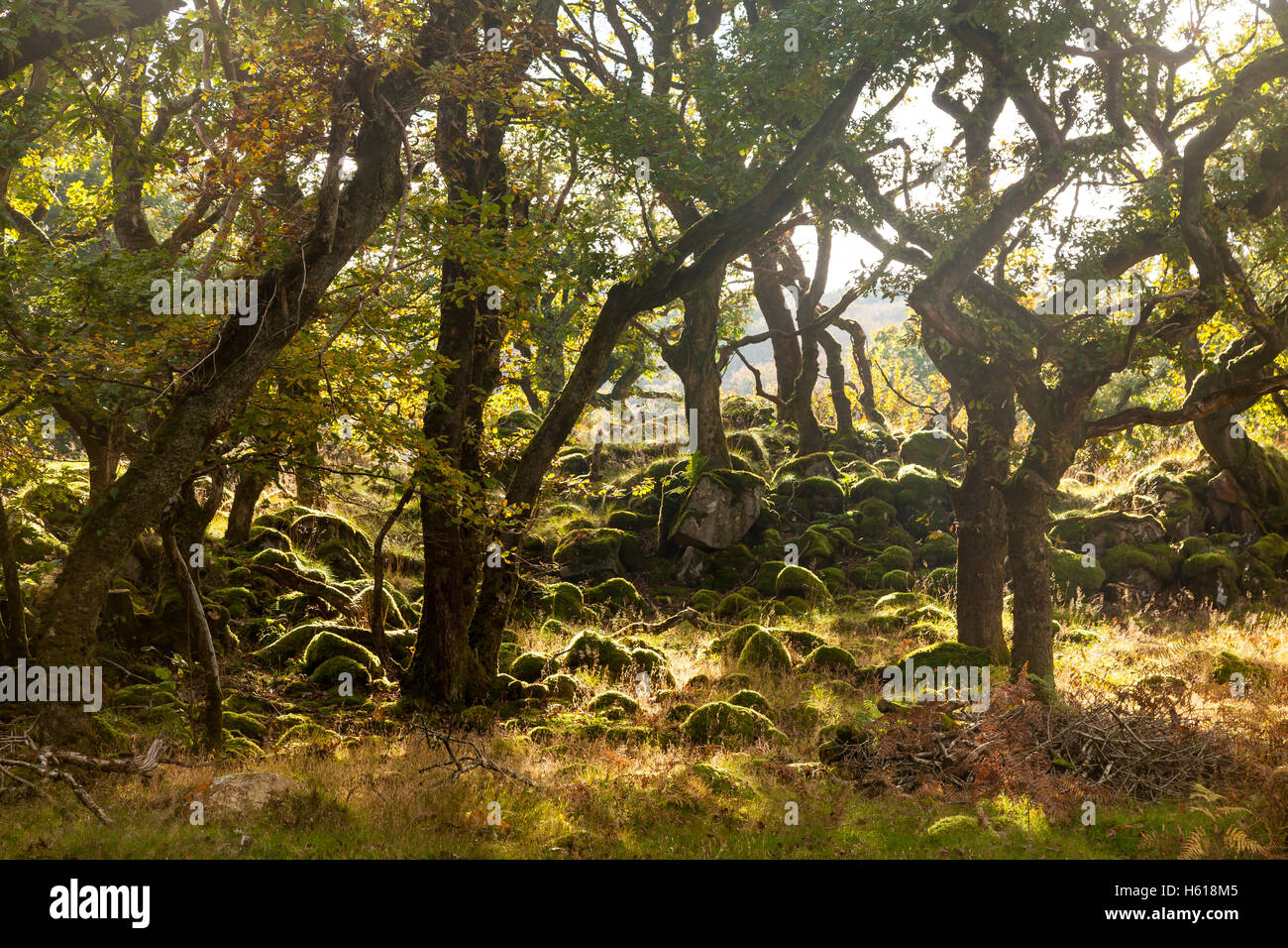 Ty Canol Woods nature reserve near Newport, Pembrokeshire, Wales, in ...