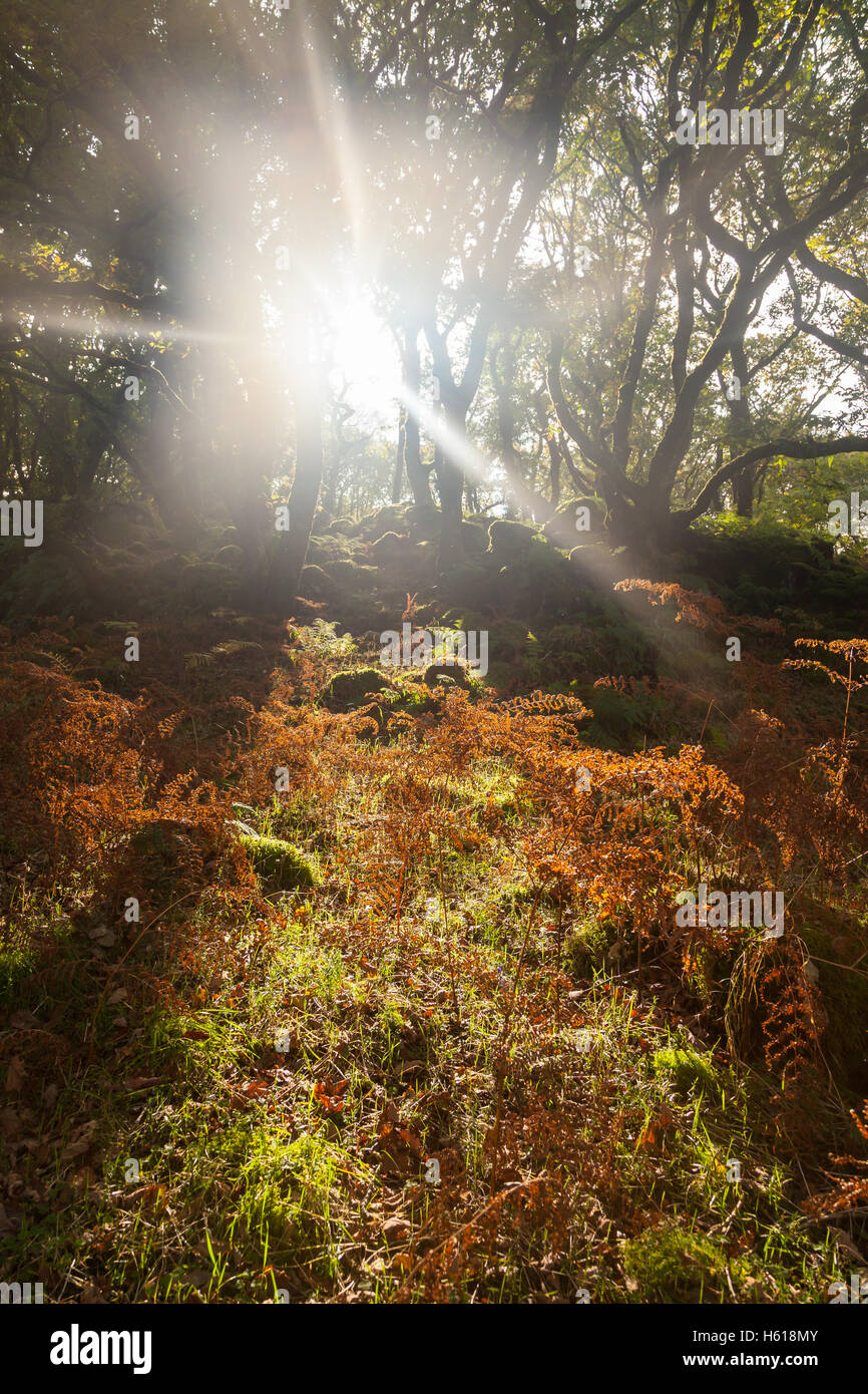 Ty canol national nature reserve hi-res stock photography and images ...