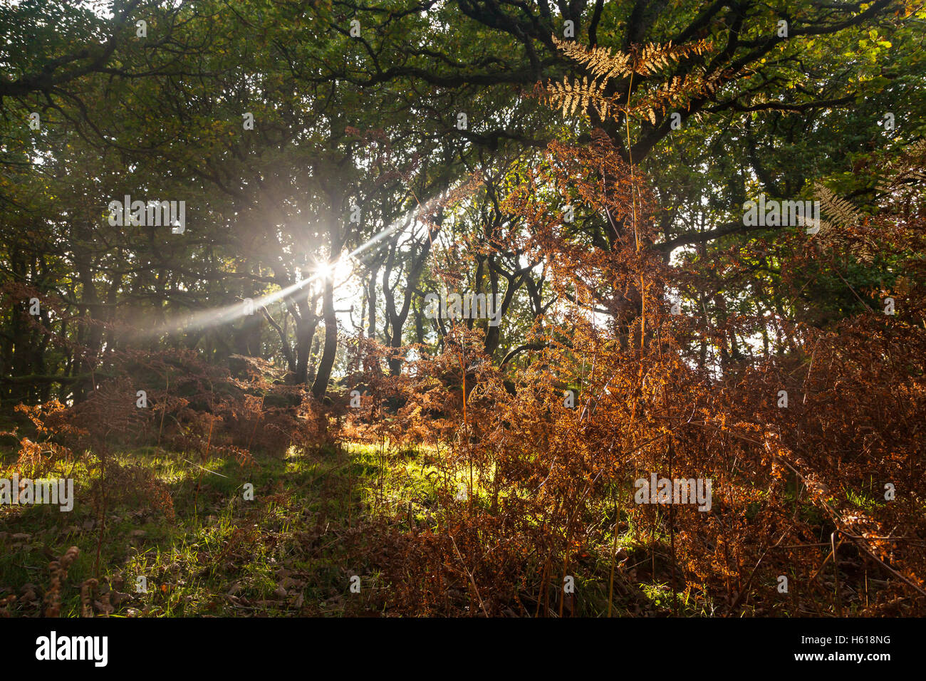 Ty canol national nature reserve hi-res stock photography and images ...