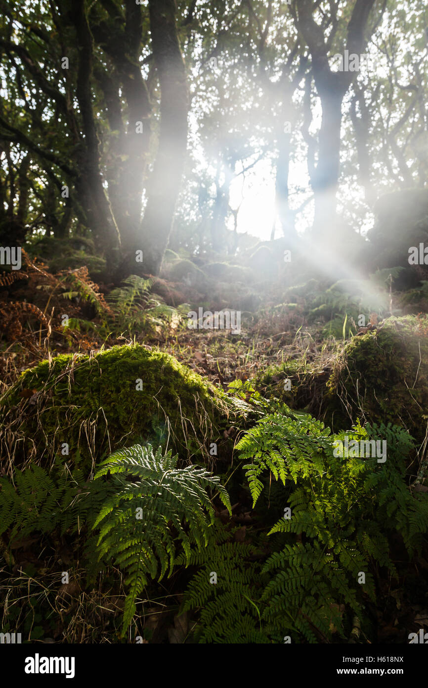 Ty Canol Woods nature reserve near Newport, Pembrokeshire, Wales, in ...