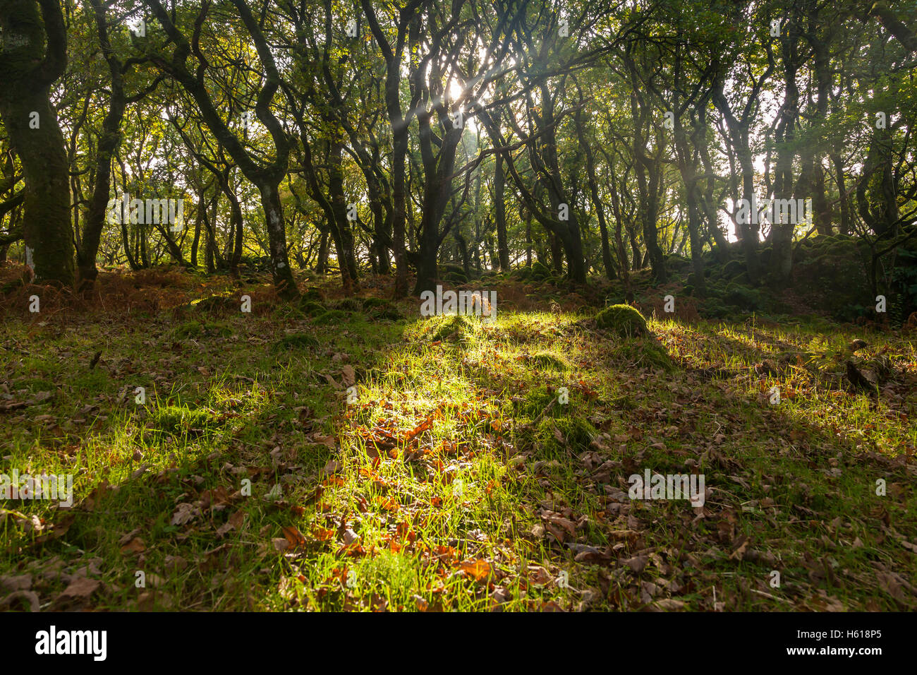 Ty Canol Woods nature reserve near Newport, Pembrokeshire, Wales, in ...