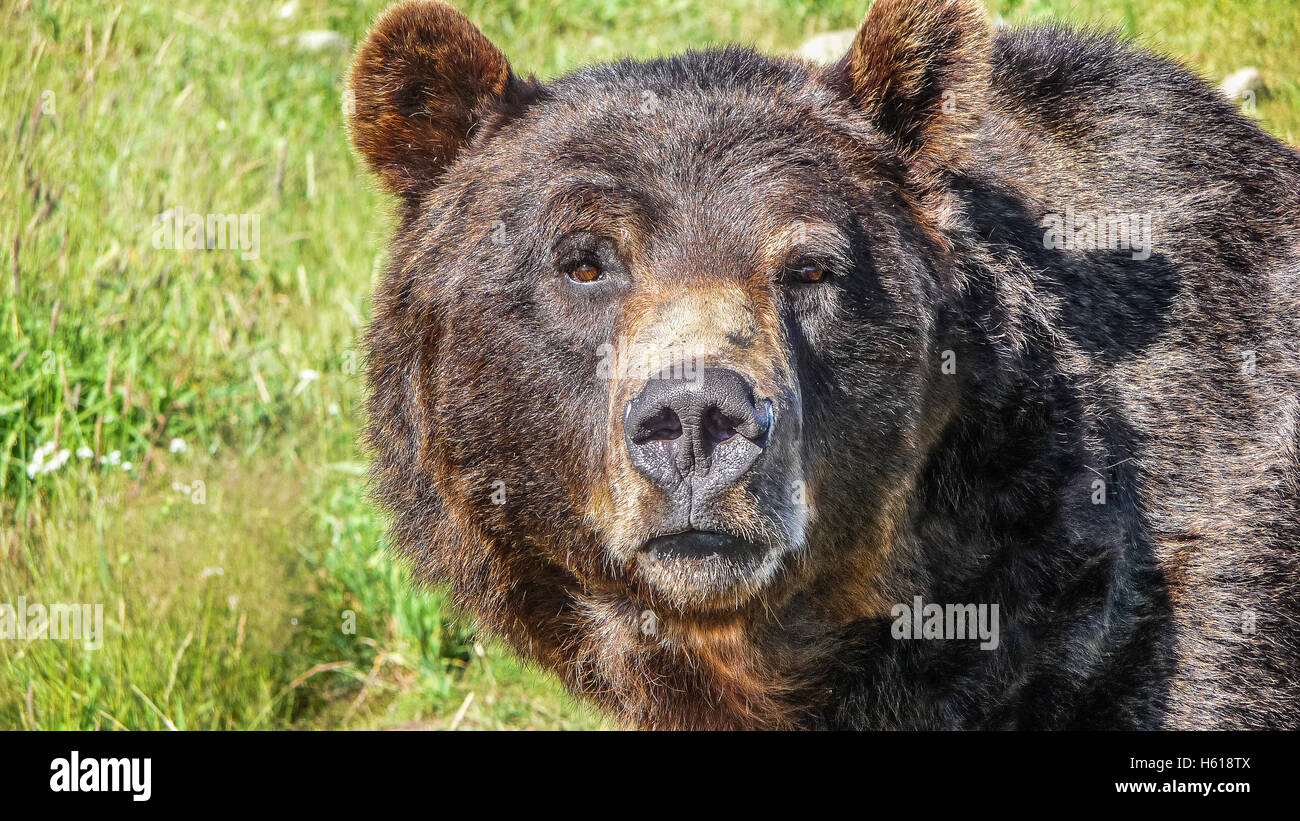 Close-up view of staring grizzly bear in the Canadian wilderness Stock ...