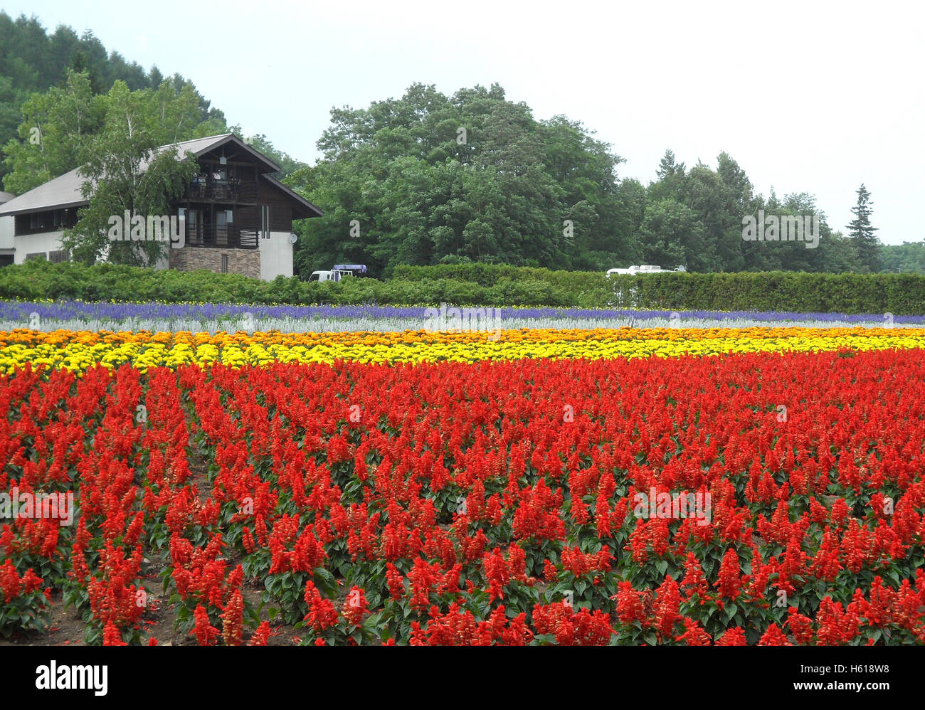 Multicolor Flower Field against a cottage in the Countryside of ...