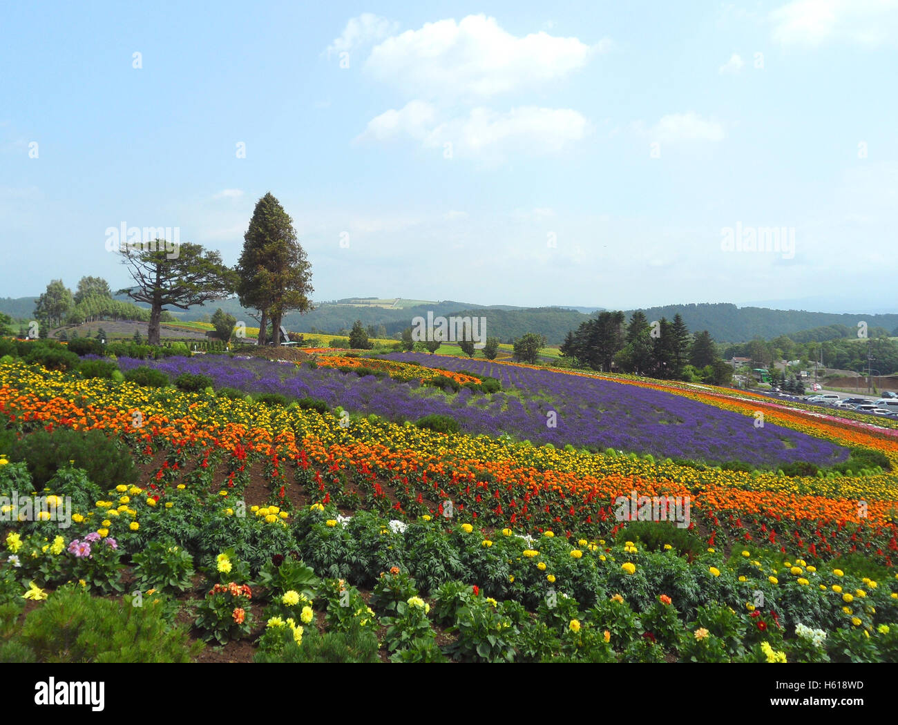 Colorful flower field under blue sky in the countryside of Biei ...