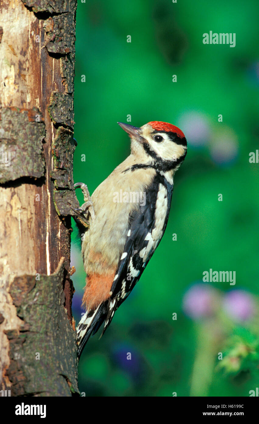 Great spotted woodpecker Stock Photo - Alamy