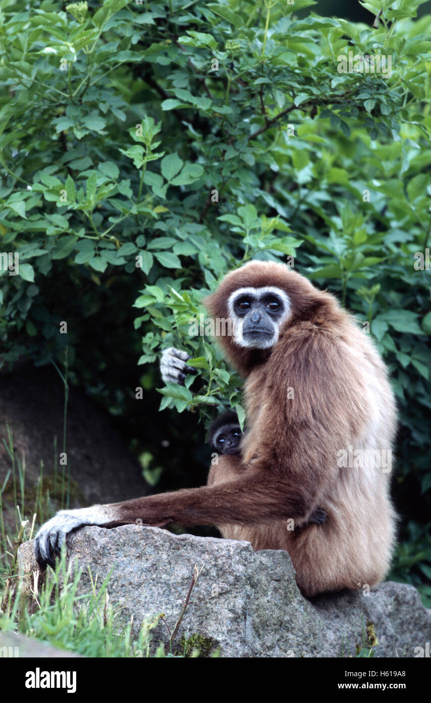 White handed gibbon Stock Photo - Alamy