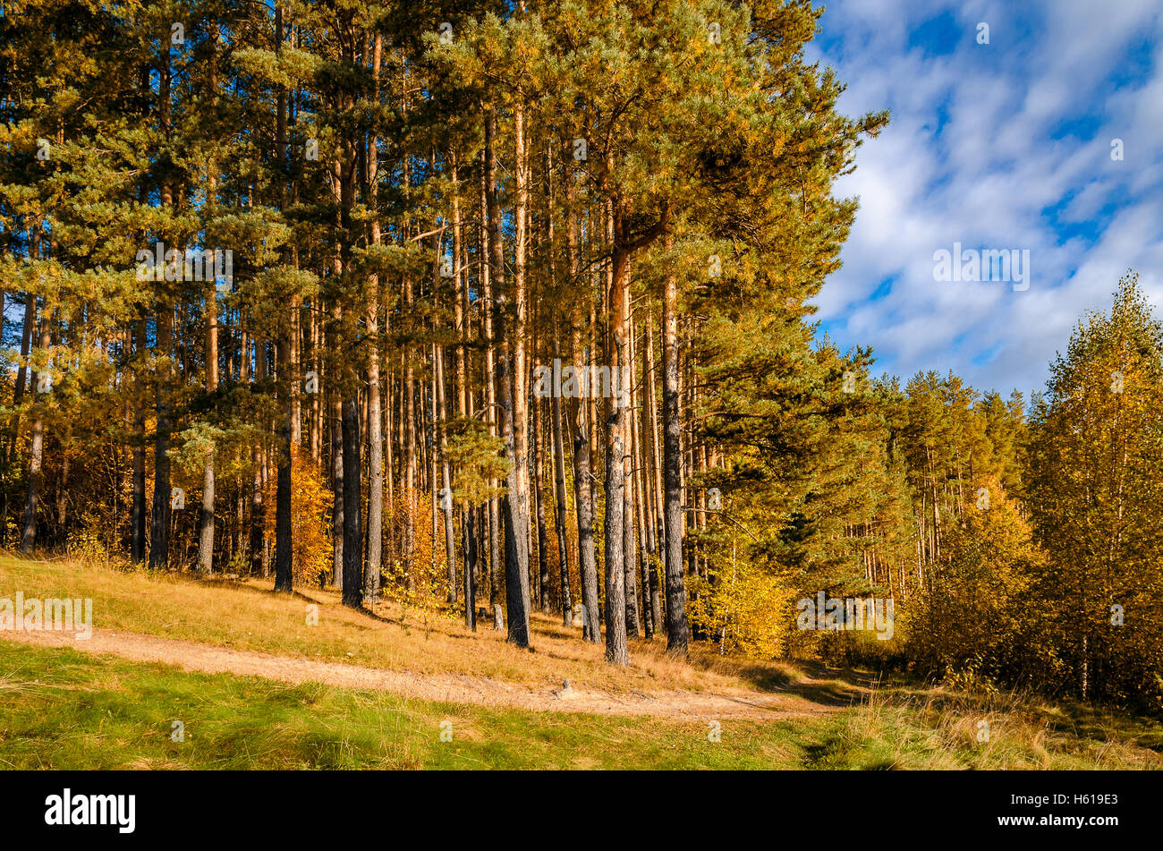 Golden autumn in the month of October in a beautiful forest Stock Photo ...