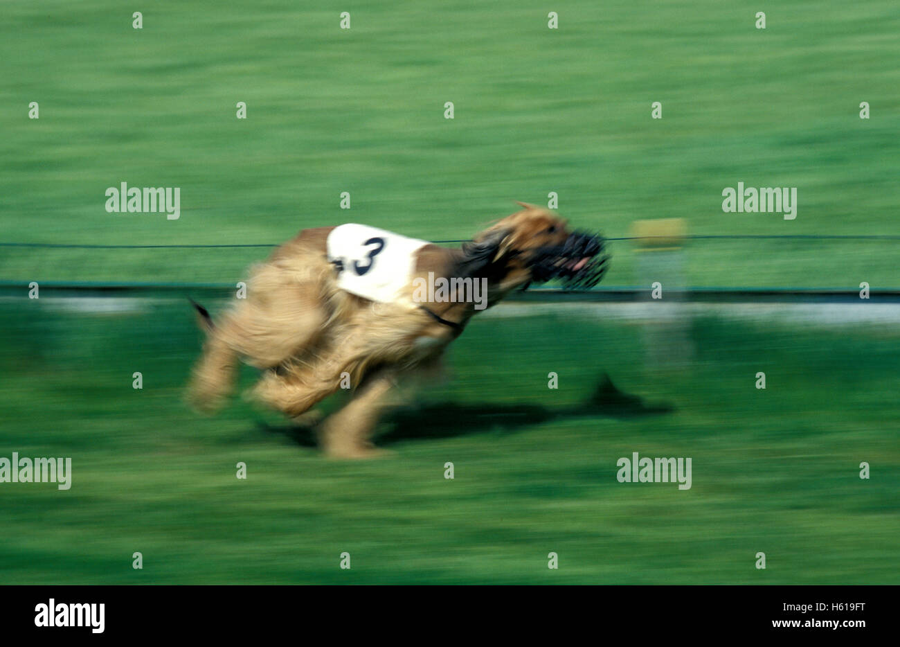 Grayhound Racing High Resolution Stock Photography and Images - Alamy