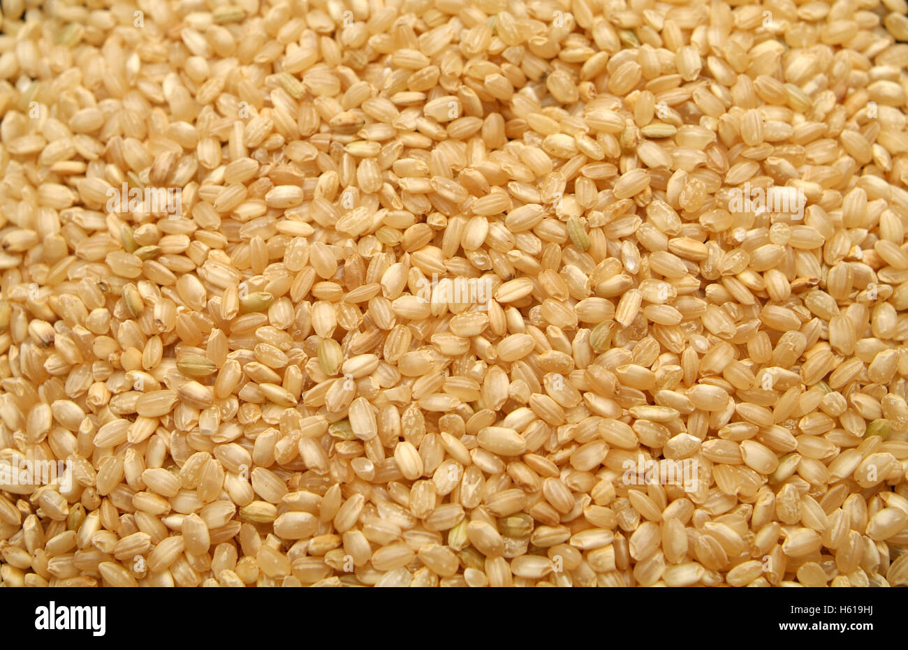 Round grain rice Stock Photo - Alamy