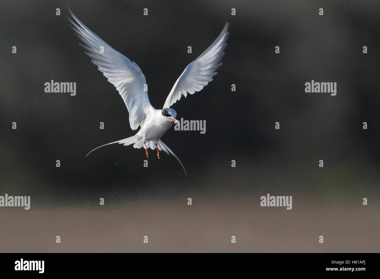 Forster's tern (Sterna forsteri) flying, Cape May State Park, New ...