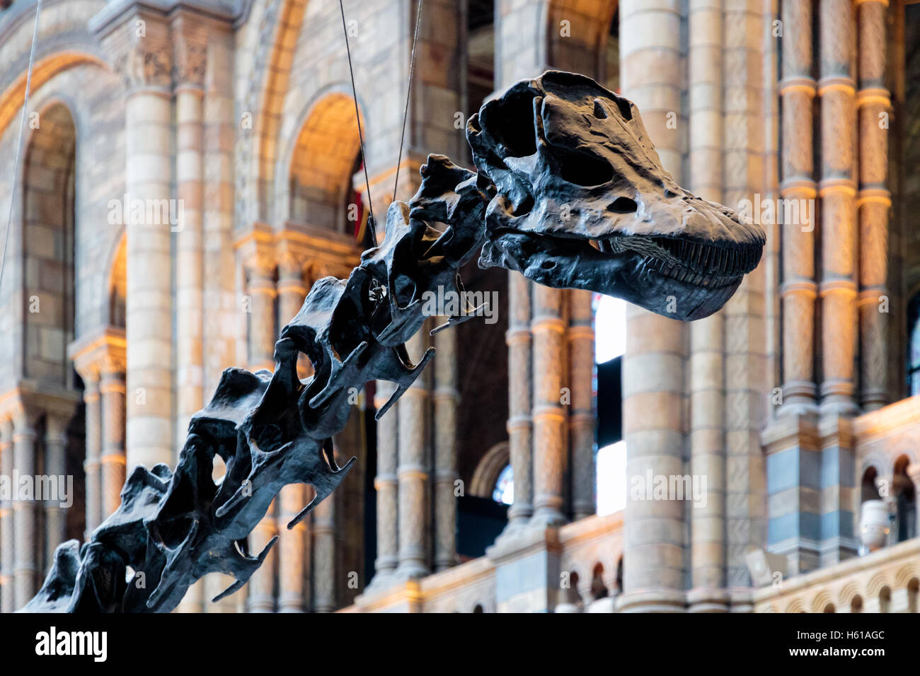 Diplodocus fossil hi-res stock photography and images - Alamy