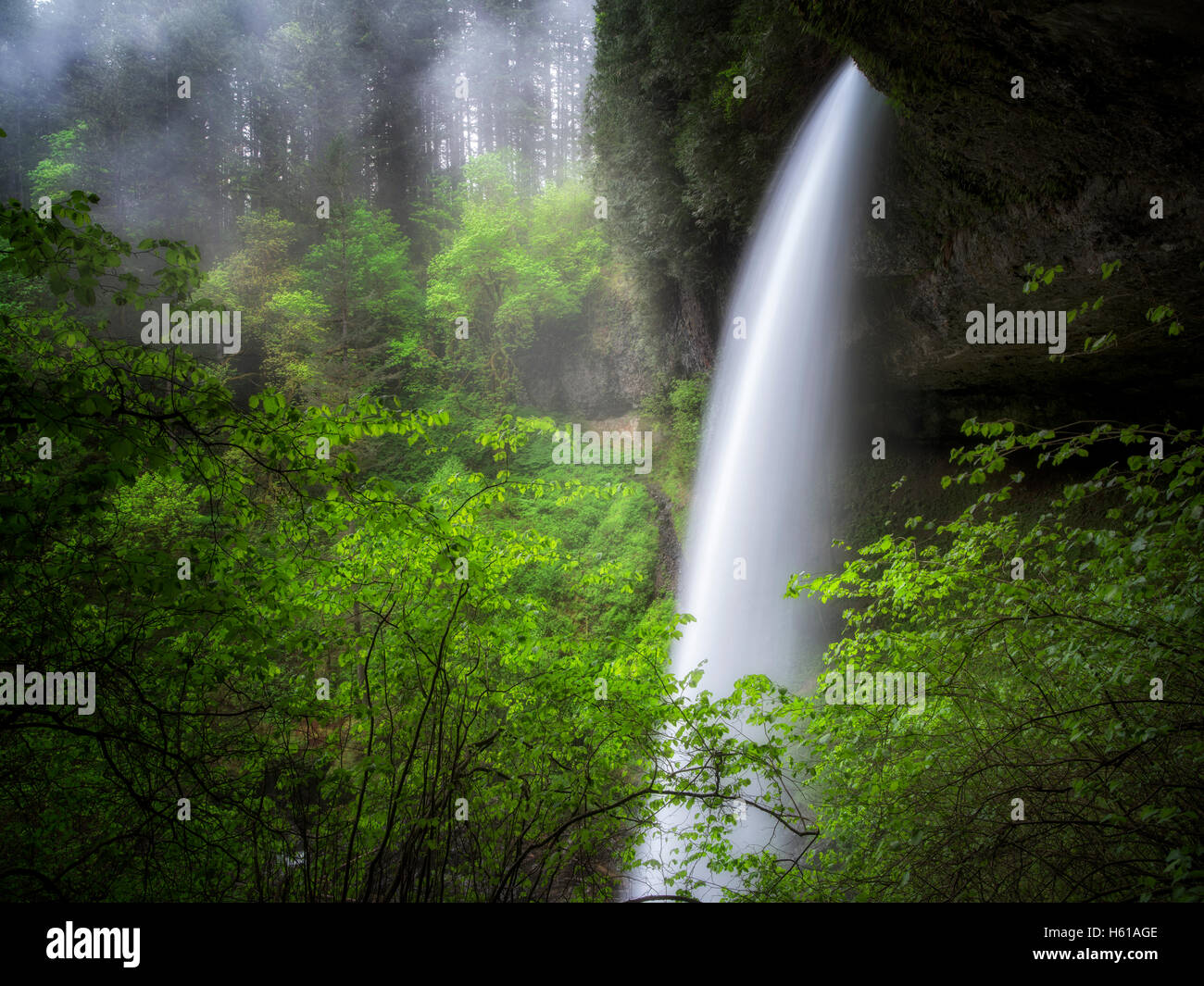 Middle North Falls in spring with fog, Silver Falls State Park, Oregon ...