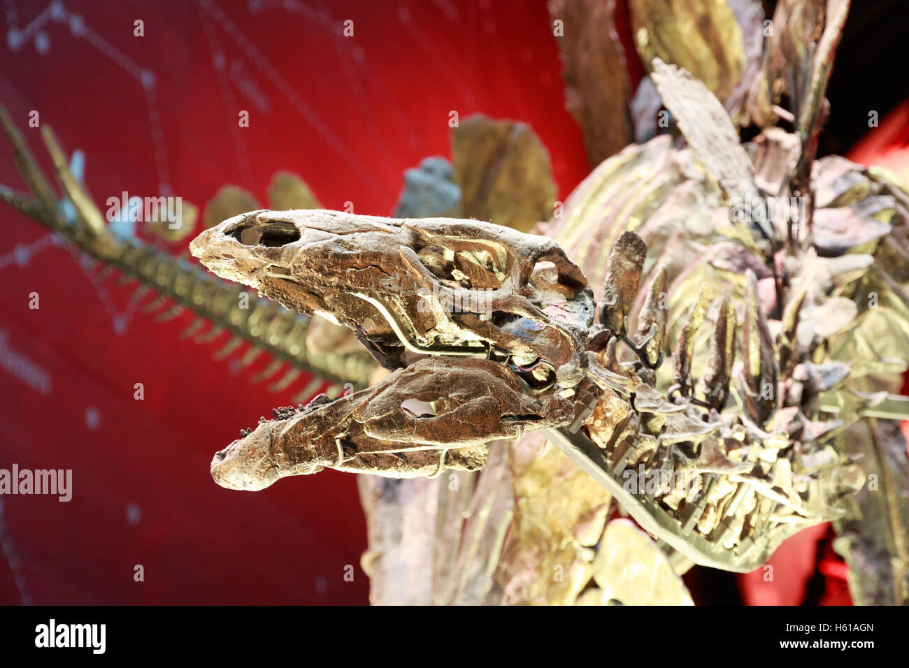 Stegosaurus skeleton hi-res stock photography and images - Alamy