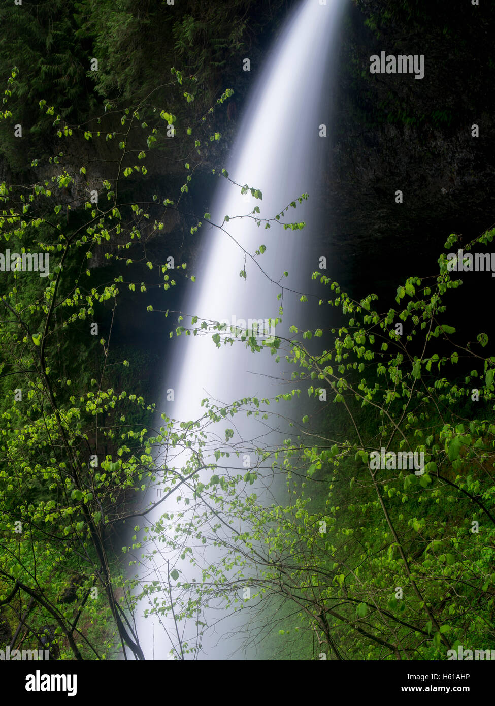 Middle North Falls in spring, Silver Falls State Park, Oregon Stock ...