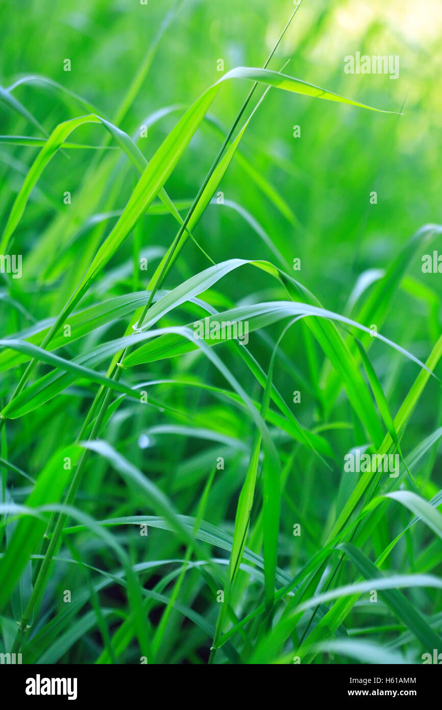 Closeup of long freshness green grass. Nice background Stock Photo - Alamy