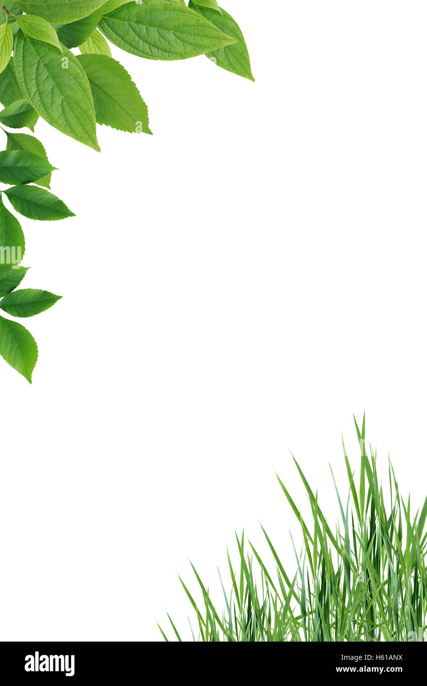 Nice border made from green leaves and grass on white background Stock ...