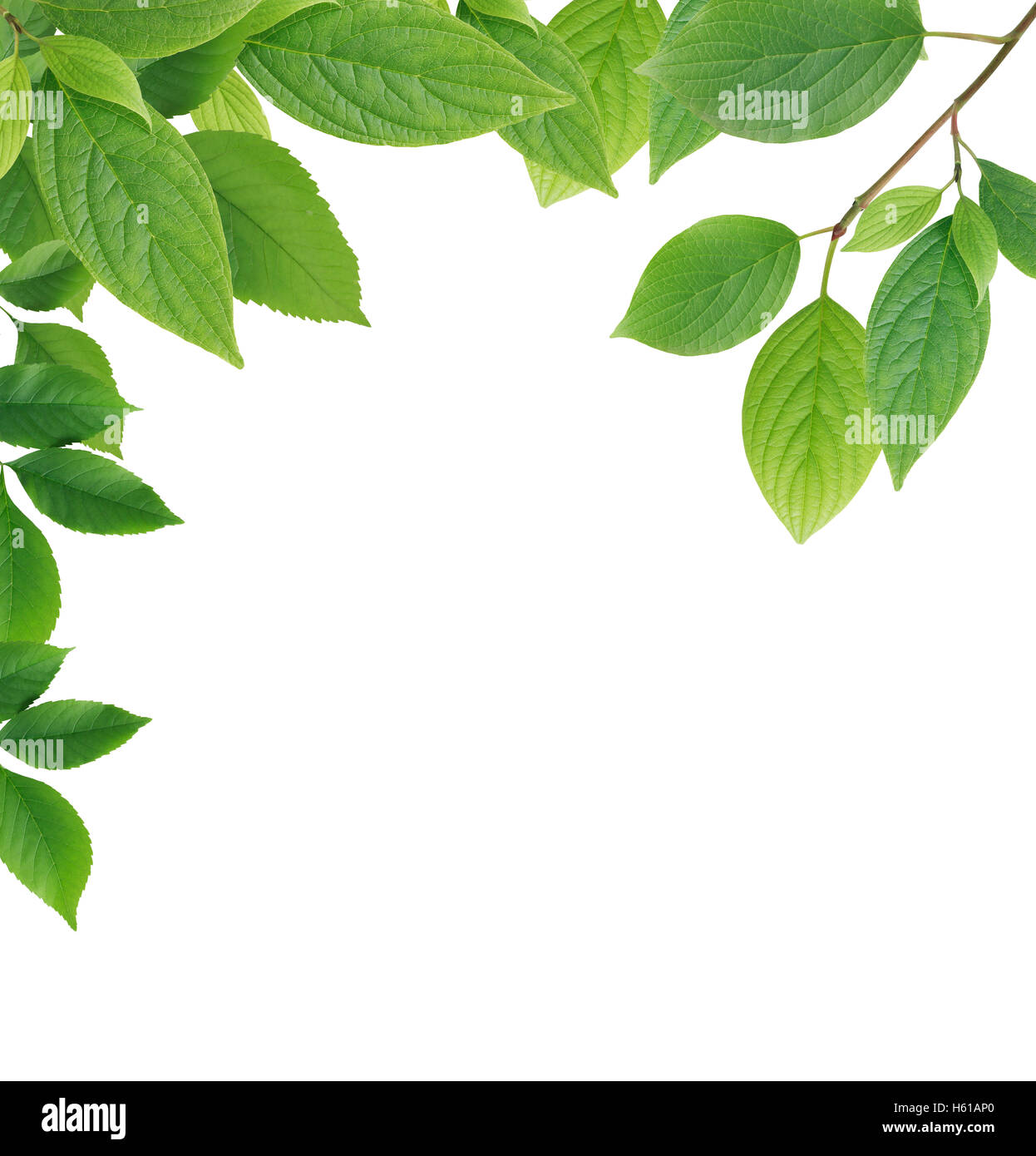 Nice border made from green leaves on white background Stock Photo - Alamy