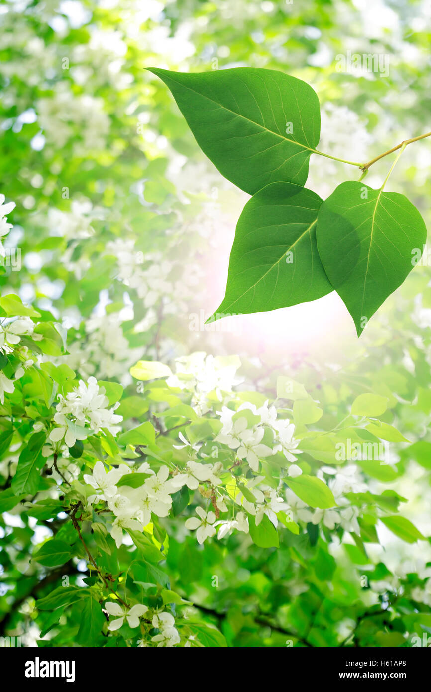 Green leaves on background with nice blossoming tree at spring Stock ...