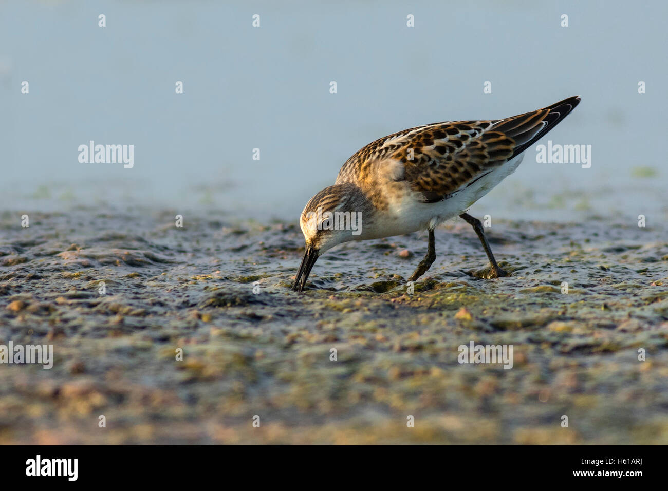 Little Stint Feeding Stock Photo - Alamy