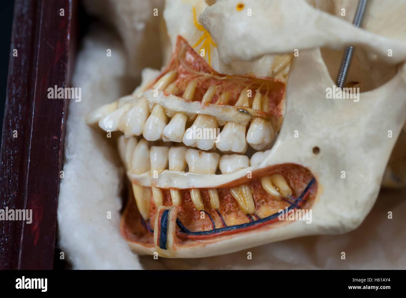 Cadaver study hi-res stock photography and images - Alamy