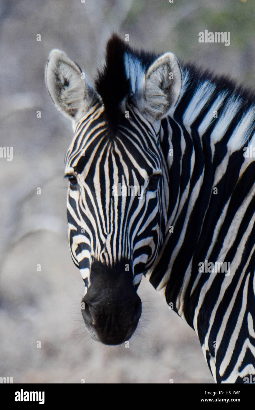 Zebra Headshot, Kruger National Park, South Africa Stock Photo - Alamy