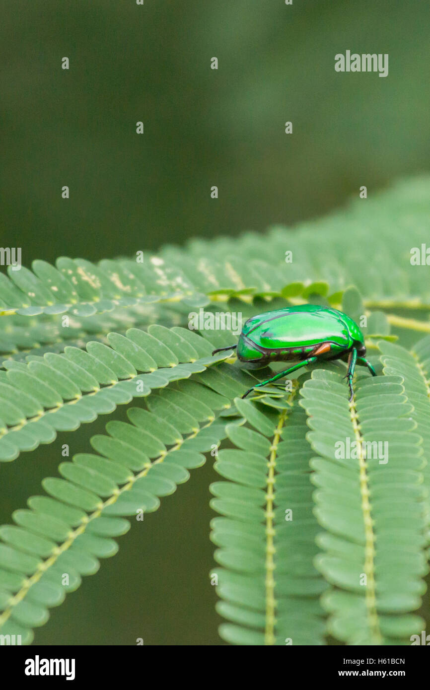 Shiny green insect hi-res stock photography and images - Alamy
