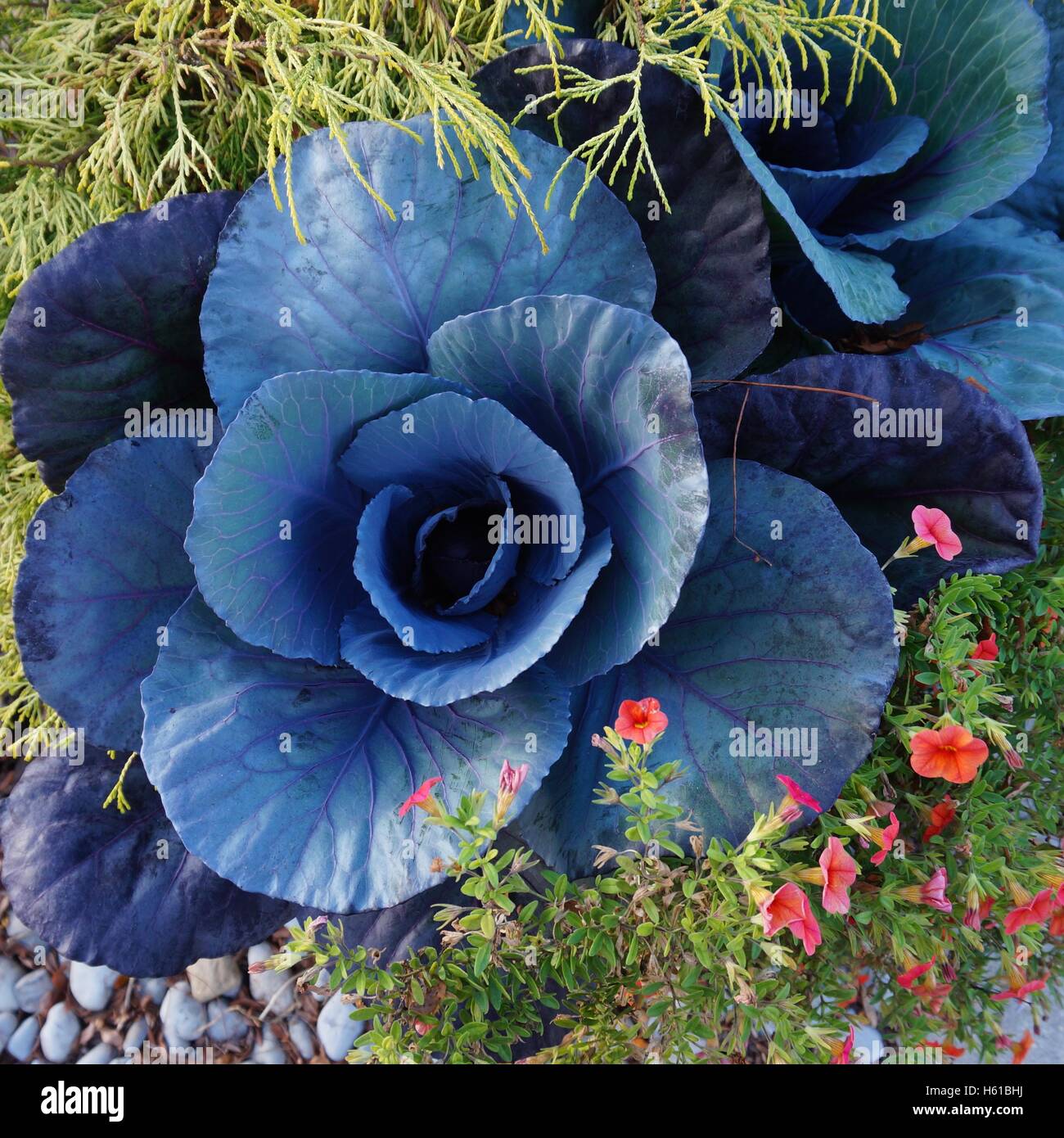 Decorative blue cabbage in a flower planter in the fall Stock Photo - Alamy