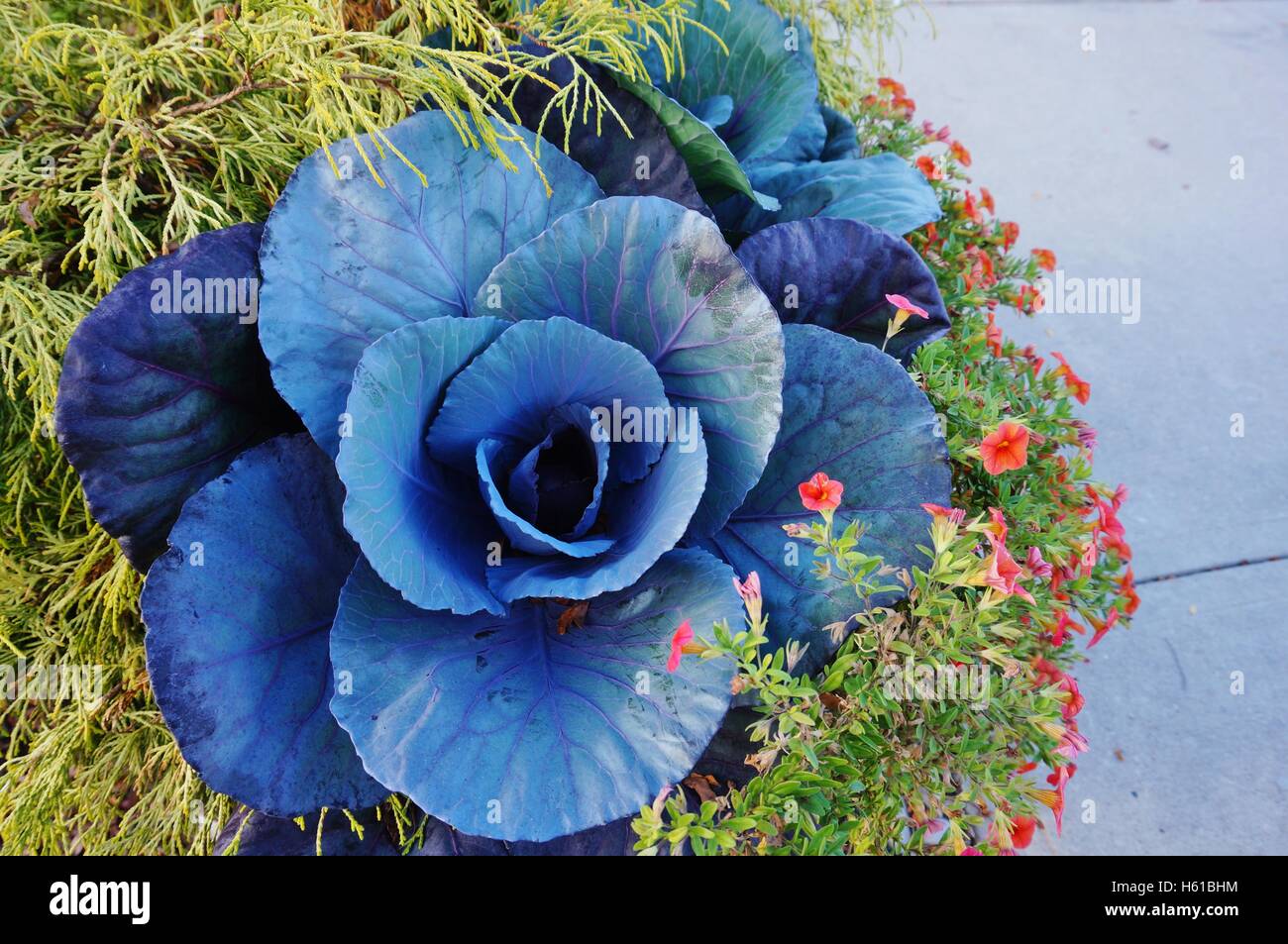Decorative blue cabbage in a flower planter in the fall Stock Photo - Alamy