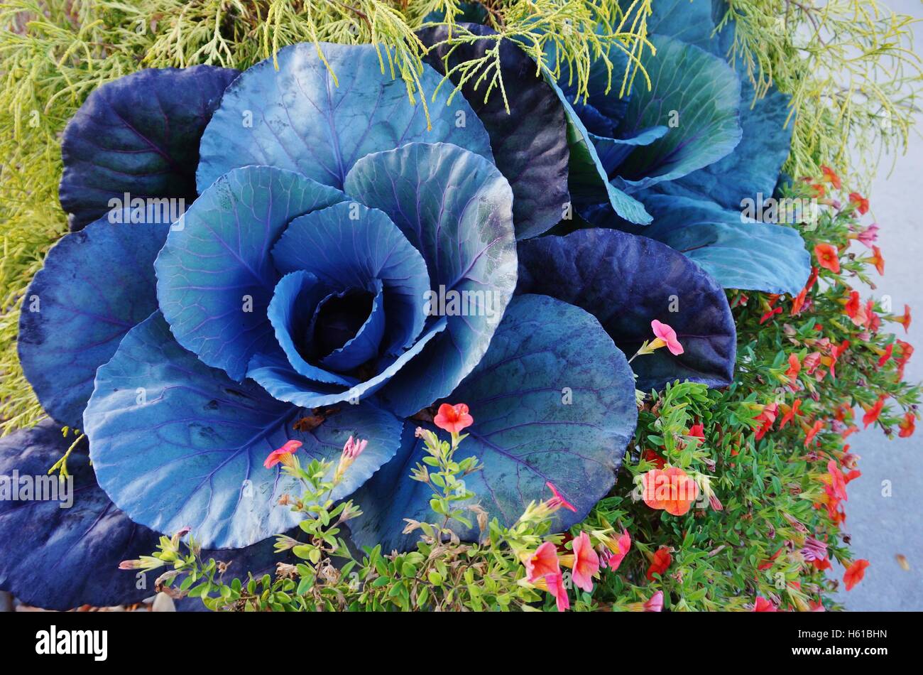 Purple fall cabbage hi-res stock photography and images - Alamy