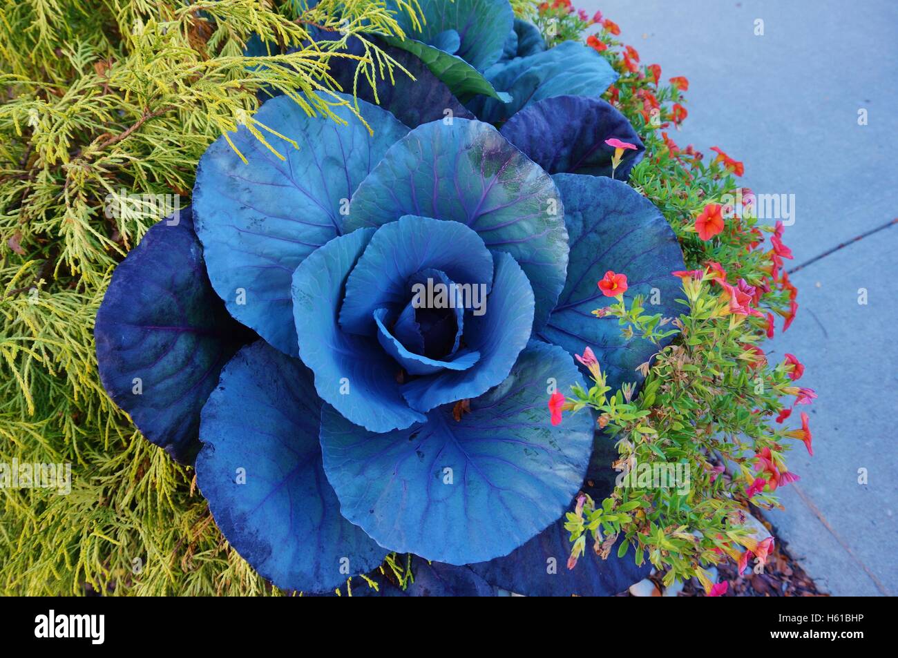 Decorative blue cabbage in a flower planter in the fall Stock Photo - Alamy