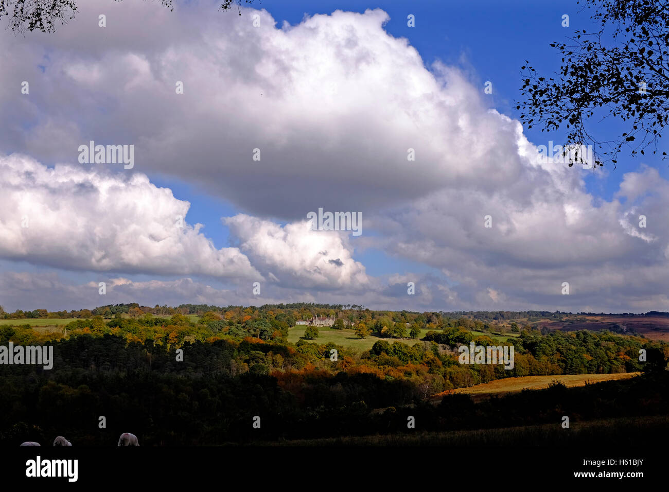Ashdoiwn forest landscape hi-res stock photography and images - Alamy