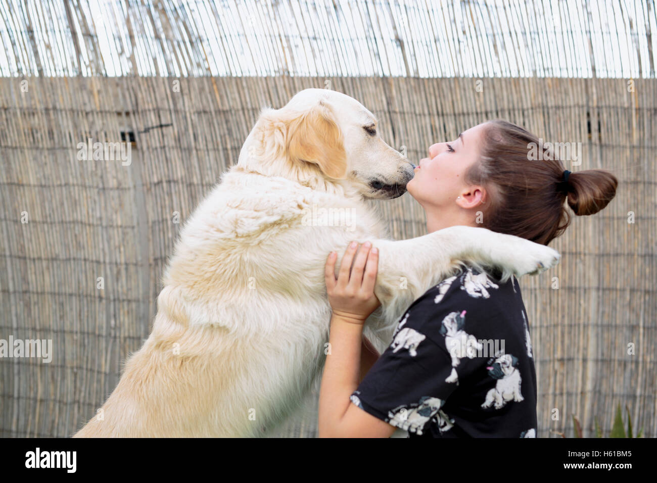 Dog breed Golden Retriever giving a hug to his owner. Take horizontal ...