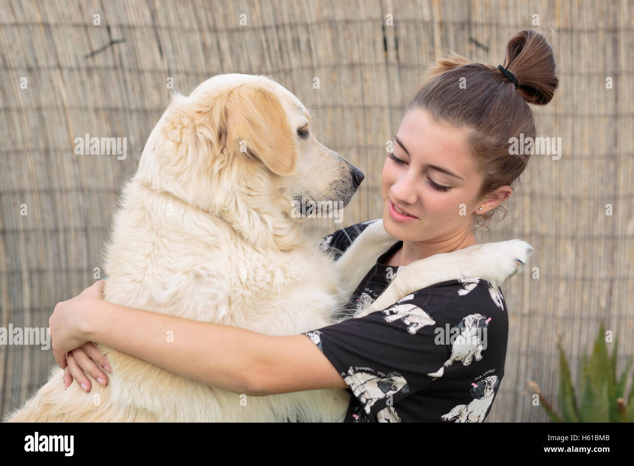 Dog breed Golden Retriever giving a hug to his owner. Take horizontal ...