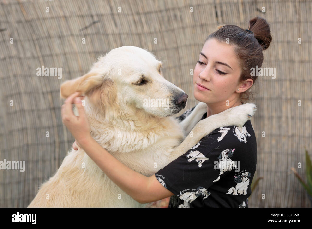 Dog breed Golden Retriever giving a hug to his owner. Take horizontal ...